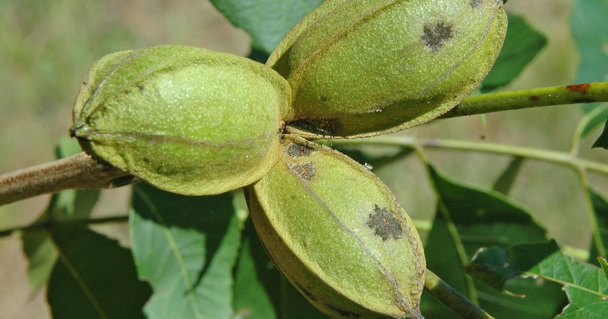 Northern Pecans: Low pecan scab pressure this summer