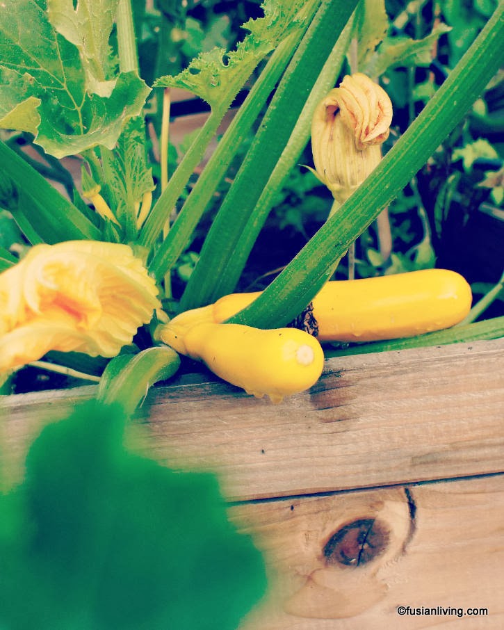 Growing Courgettes in the Summer Rain... | Grow Your Own Veg Blog ...