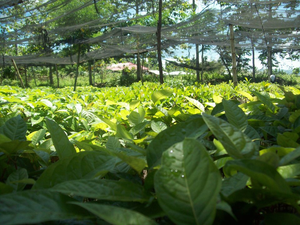 Dolefil Chairs for Trees Program ~ Rayelicious