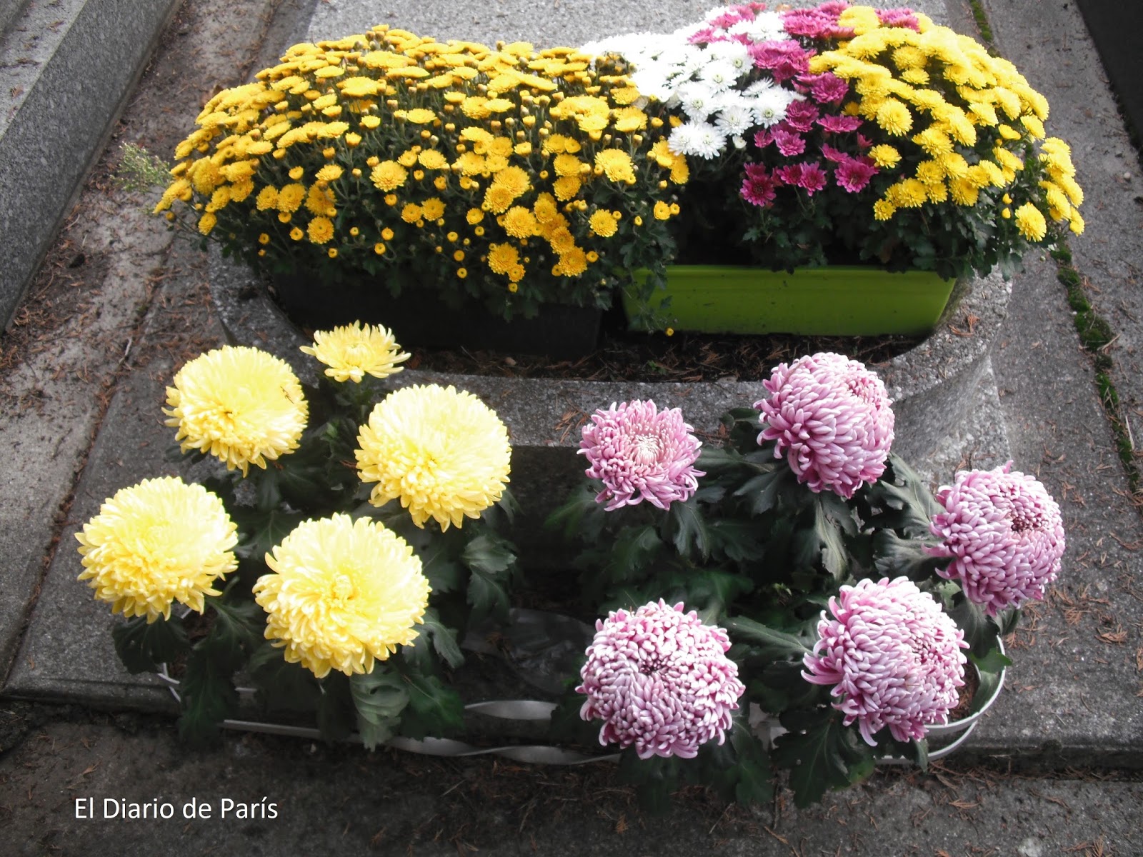 El Diario de París: Crisantemos amarillos