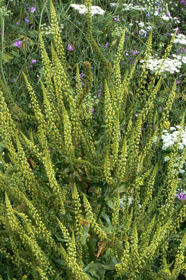 Wildflowers of Andalucia: Reseda luteola