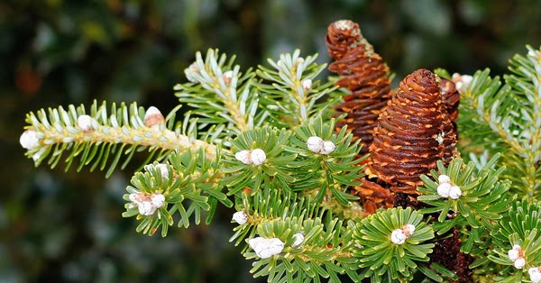 Flor de Bach - Pine (Pino) 24