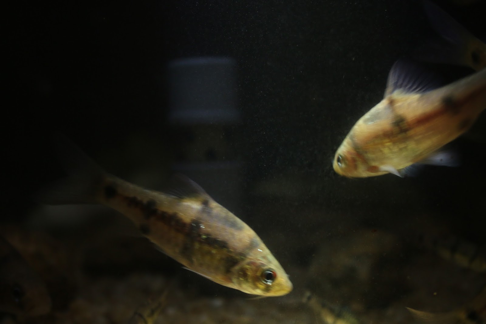 Barbodes everetti - Everetti Barb - Istana Ikan (Aquarium Fish Trader)