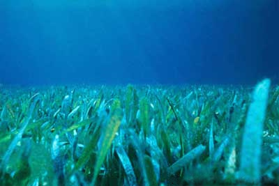 Mostly Open Ocean: Flowering plants in the sea, part 1 - photosynthesis