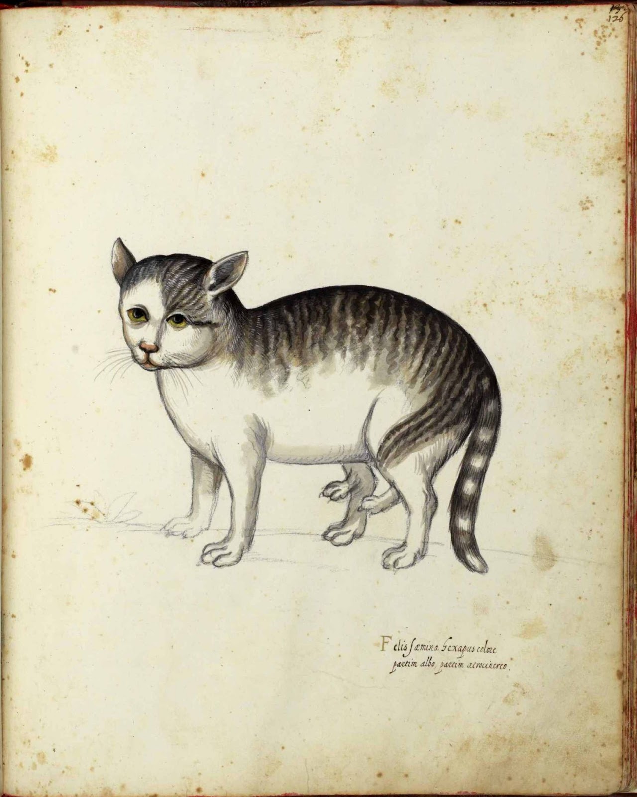 The Cat Post: Beautiful Antique Cat Prints