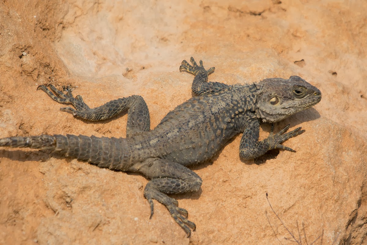 Yorkshire Field Herping and Wildlife Photography: Cyprus 2014 Lizards ...