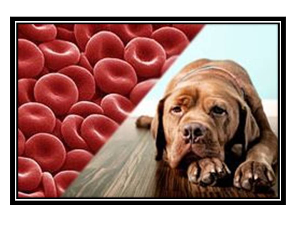 MUN: Alimentación y cuidados de un perro con anemia