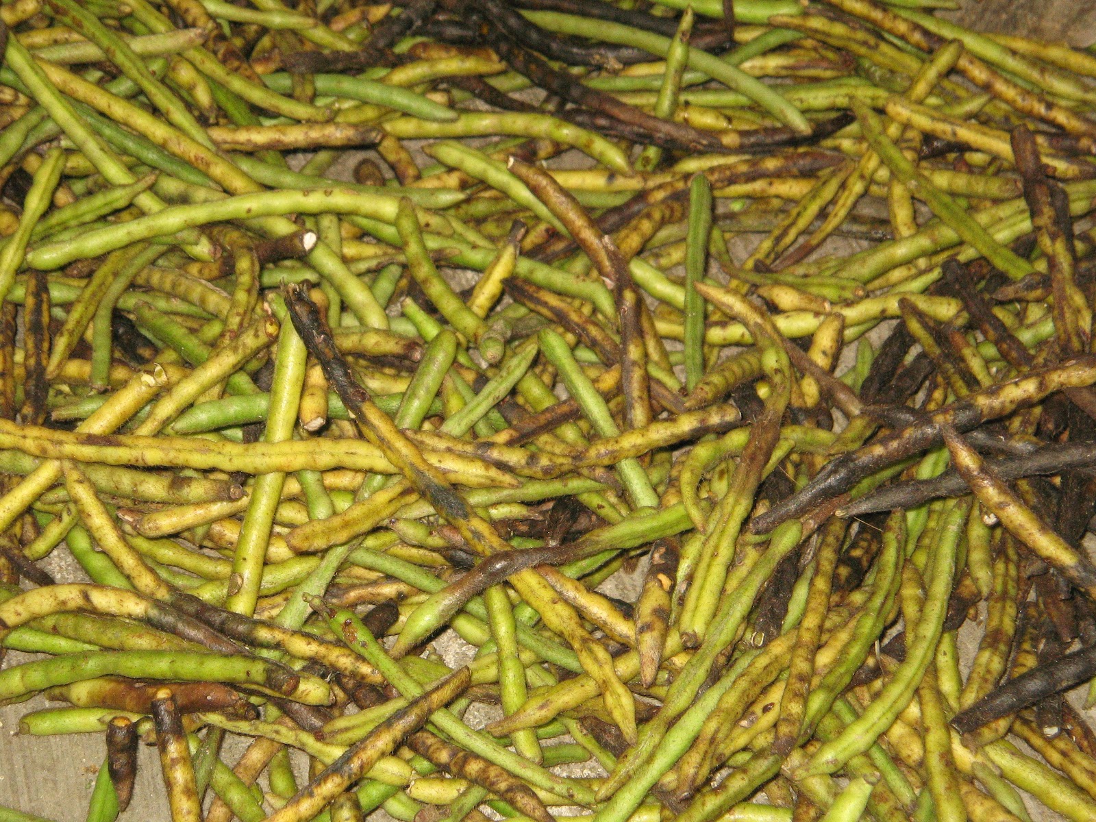 bucaio: Balatong, Agor, Impabasik