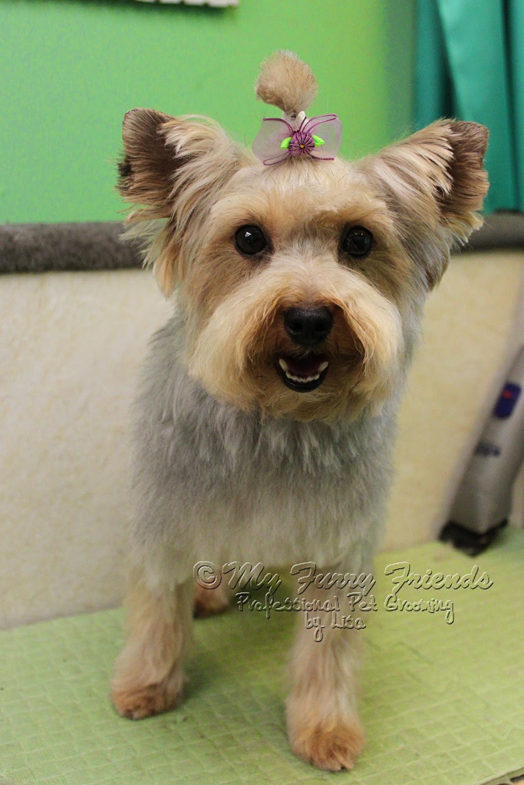 Pet Grooming: The Good, The Bad, & The Furry: Mats, Mats, and More Mats