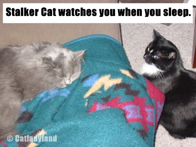 Catladyland: Cats are Funny: Stalker Cat Watches