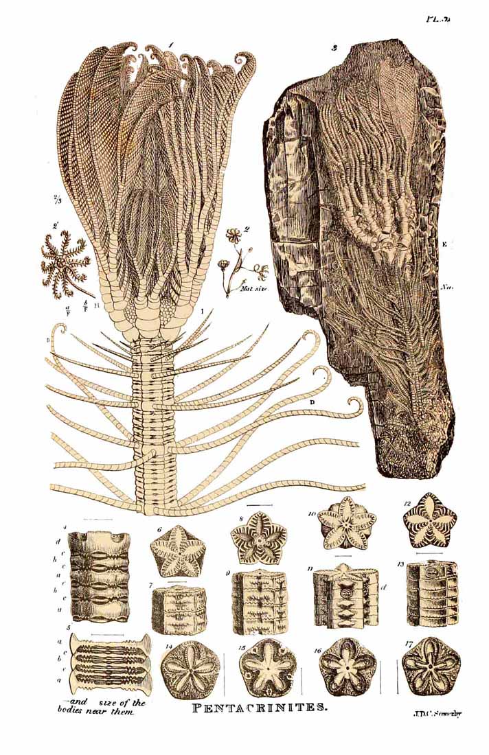 FOLKLORE DE LOS FÓSILES IBÉRICOS: marzo 2012