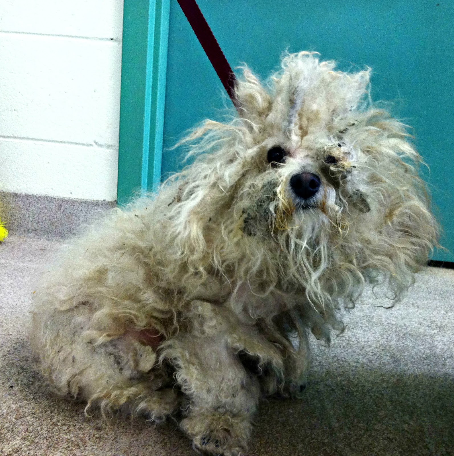 The HSCC Blog: A New Year for a New Poodle