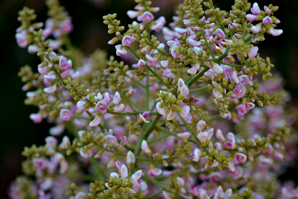 .: El Almendro de Rio. Un arbol que florece en pleno verano y abundante ...