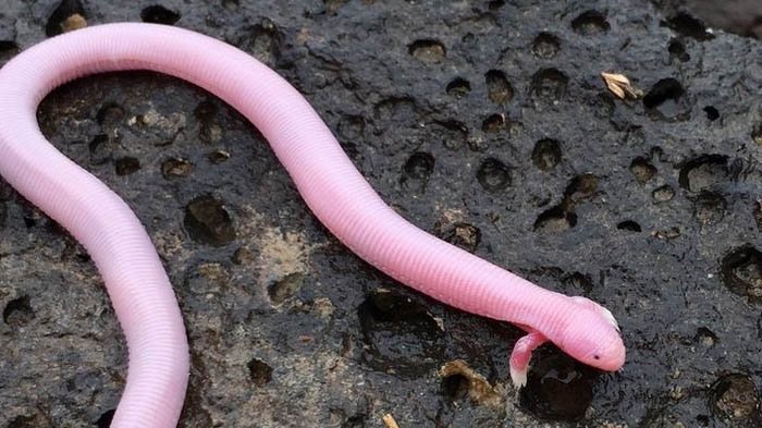(VIDEO) Hewan Warna Pink Ini Mirip Ular, Tapi Lihat Baik-baik saat Ia ...