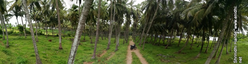 Riding through the coconut plantations in Pollachi - eNidhi India ...