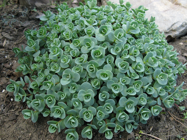 สกุลซีดัม Sedum | RABEANGMAITHAI