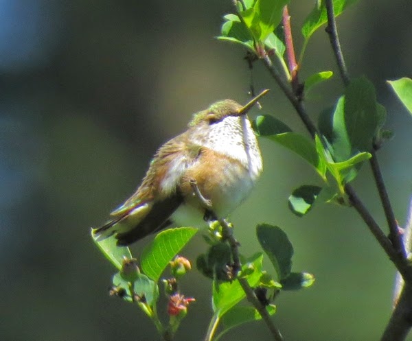 Study: Female Calliope Hummingbird in Umpqua – Matt Hunter