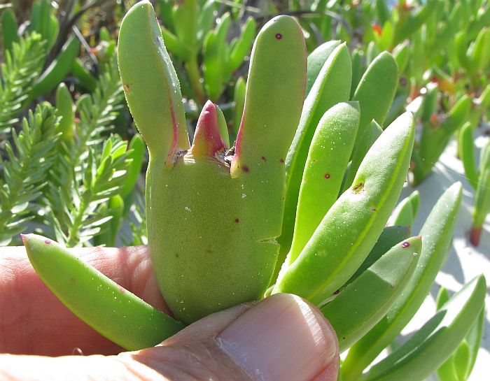 Esperance Wildflowers: Carpobrotus virescens - Coastal Pigface