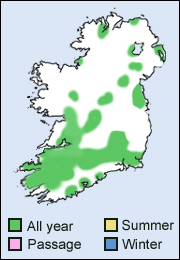 Duhallow Raptor Conservation Project: Barn Owl