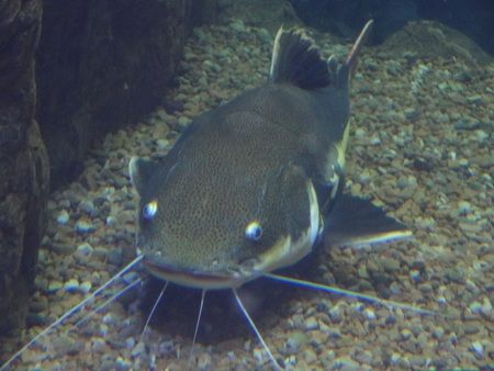 Ciri Khusus Ikan Lele dan Fungsi Anggota Tubuhnya