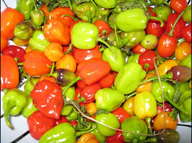 Carotte et feijoa, les maraichers bio qui vous nourrissent près de chez ...