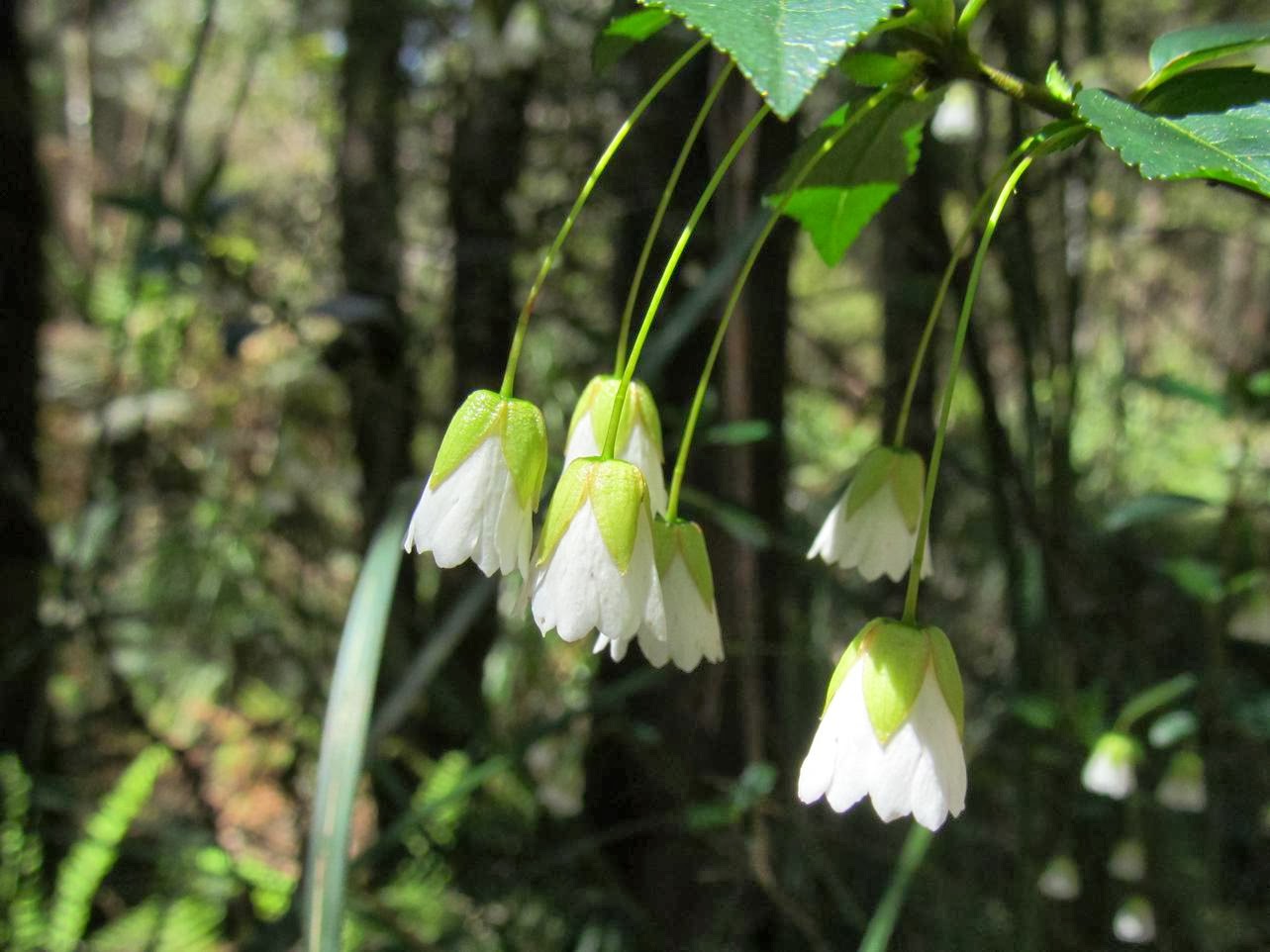 PhyloBotanist: Botany picture #130: Aristotelia peduncularis