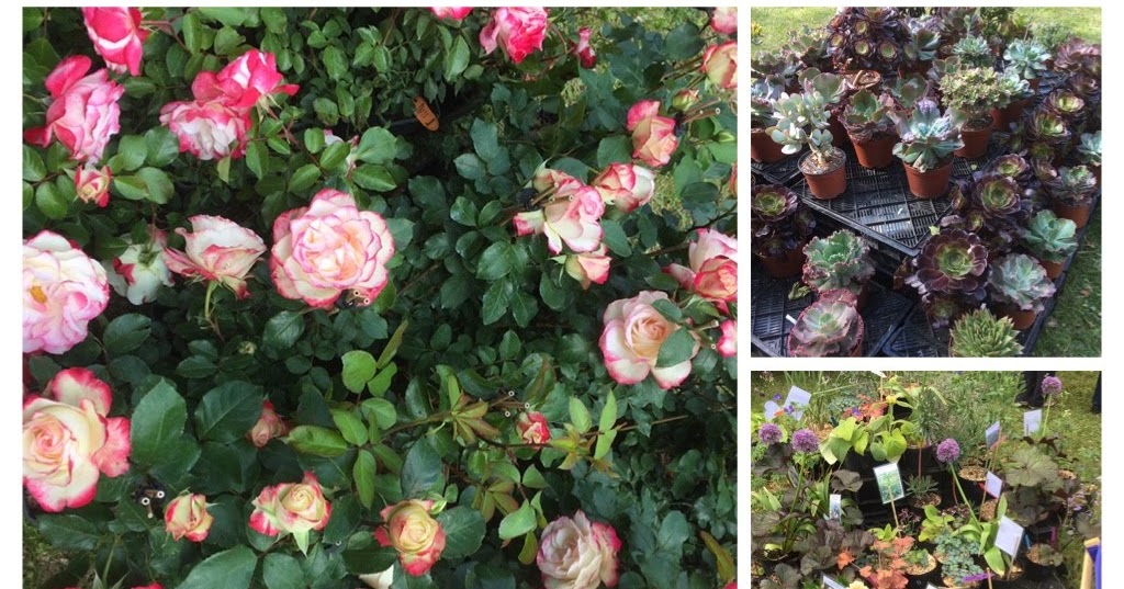 Manoudanslaforet: De belles journées