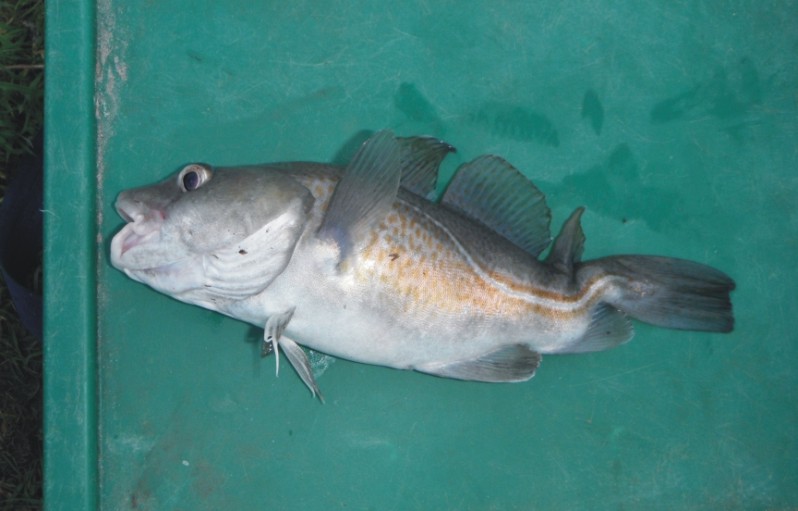 South Coast Bass by RockHunter: Cod fishing - 7th & 8th January 2012