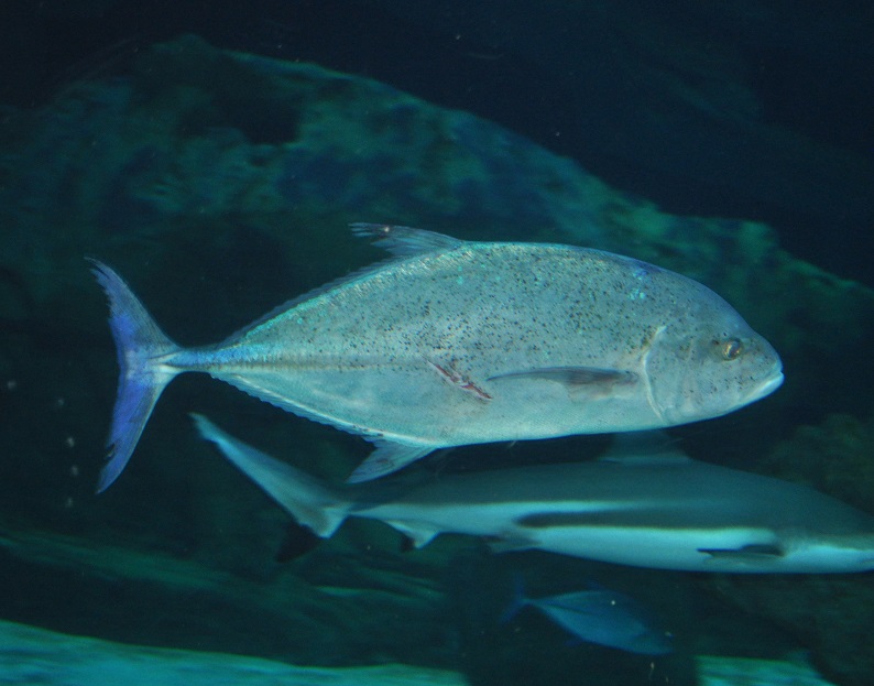 ZOOTOGRAFIANDO (6.100 ANIMALS): JUREL DE ALETA AZUL / BLUEFIN TREVALLY ...