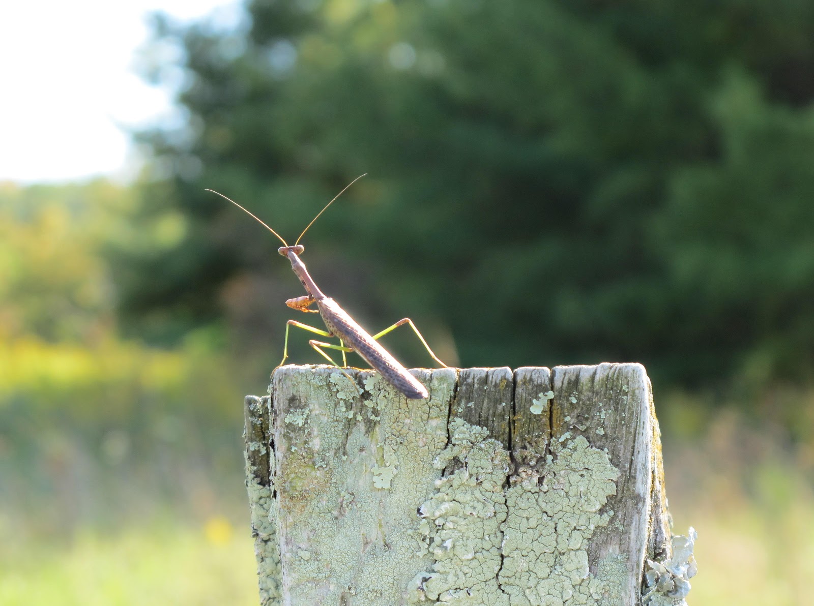 Blue Jay Barrens: Carolina Mantis