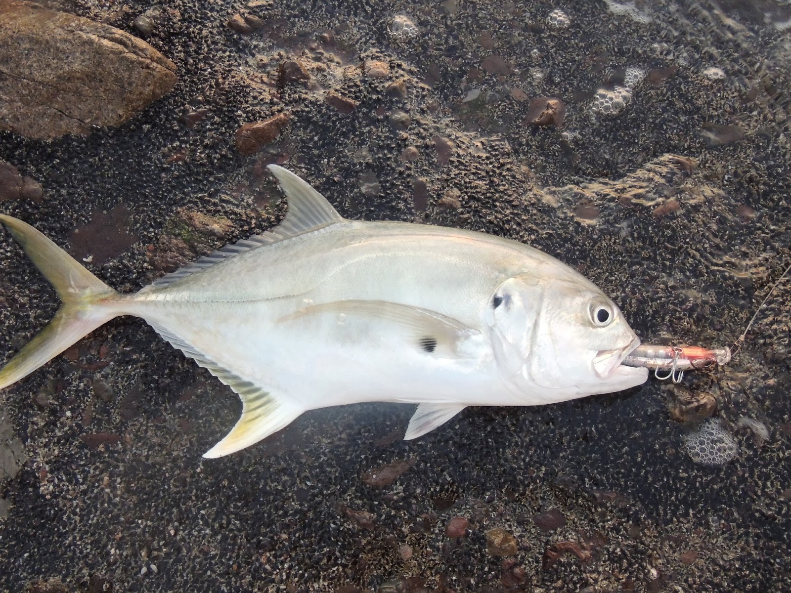 Donde Pescar :: Surf Fishing en Mazatlán Sinaloa Mex, con el Señuelo ...