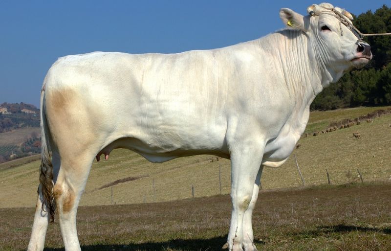 Duro di Sicilia: QUANDO IL BUE TIRAVA