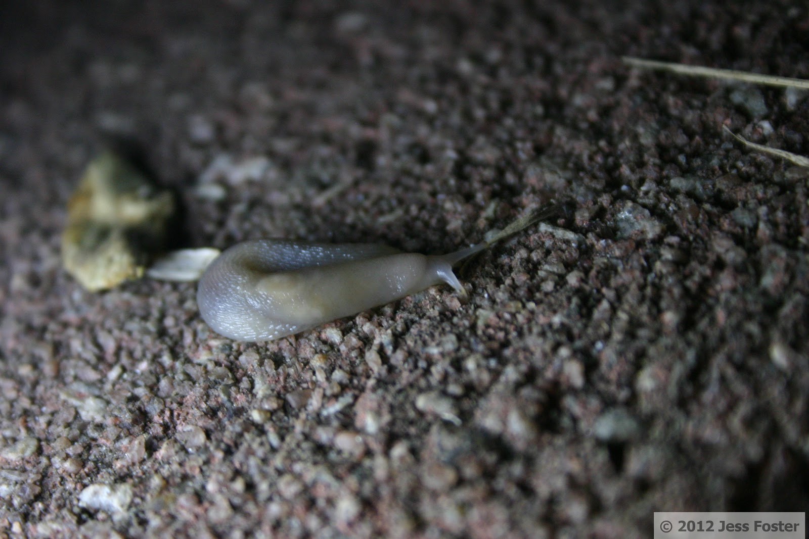 Sluggin' Along: See-Through Slug