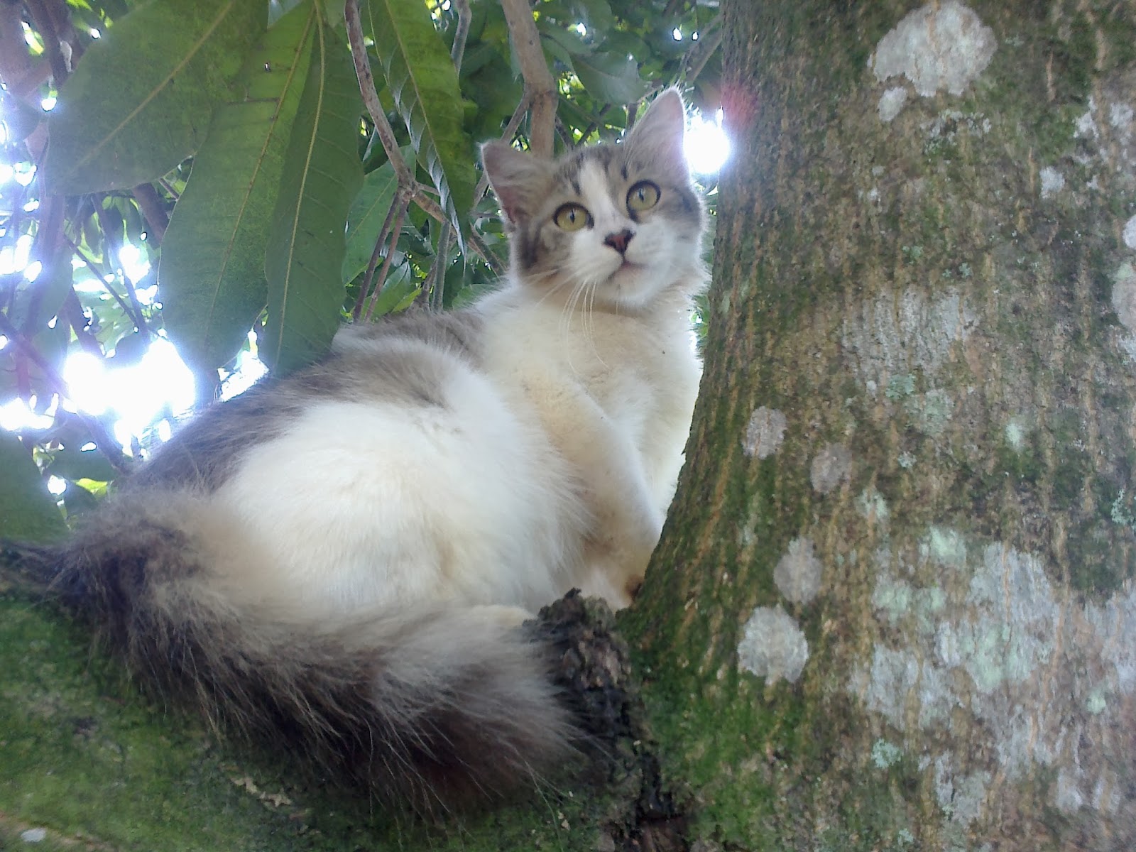 cik azz: Kisah si Momok lagi.. :D