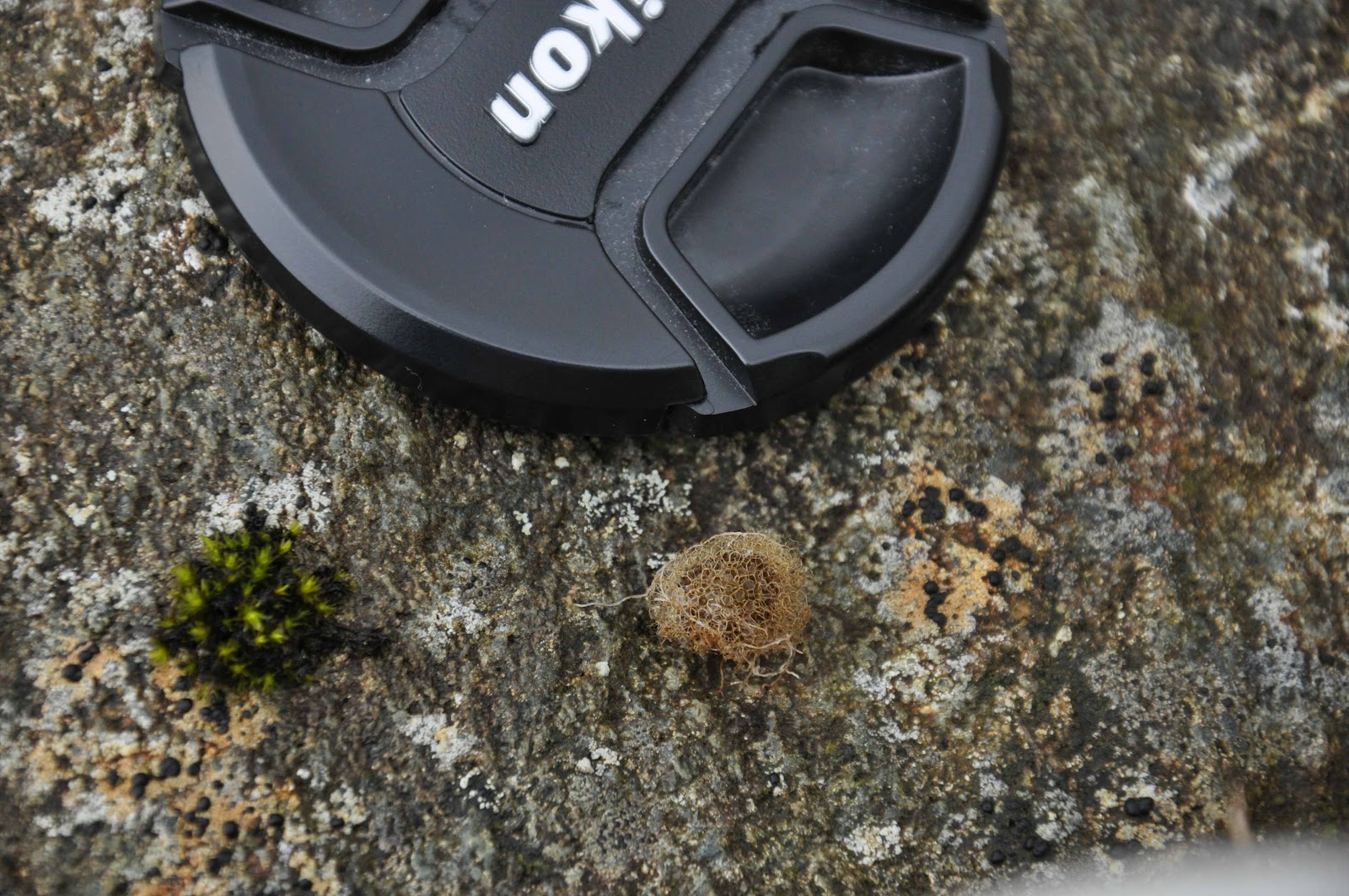 Islay Natural History Trust: Photos from Paul Kirkland