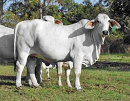 Bagian Tubuh Sapi Yang Bisa dan Jangan Dikonsumsi - Jajat Blog