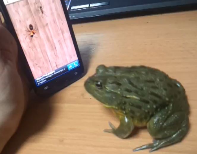 Rincon de los Peluches: Rana Toro jugando con un Celular