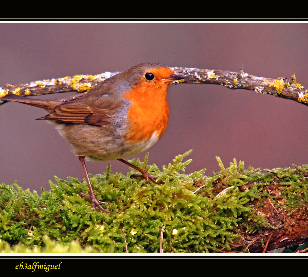 MIS AMIGAS LAS AVES: Petirrojo europeo (Erithacus rubecula)