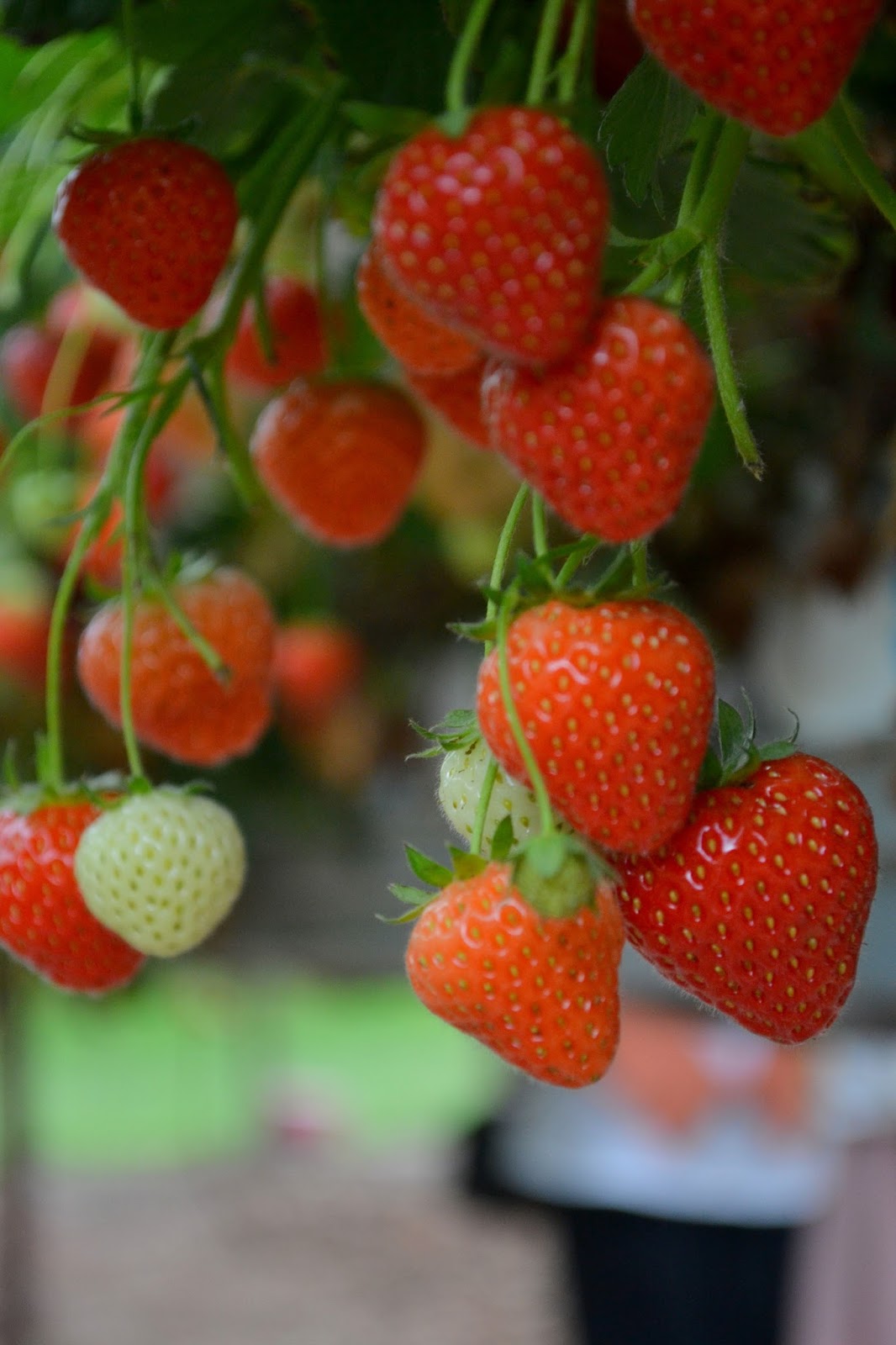 Strawberry Picking Di Rectory Farm Oxford London. - Dapur Kak Noor