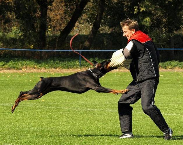 PSICOLMASCOT: Adiestramiento Canino. El perro de defensa - 5