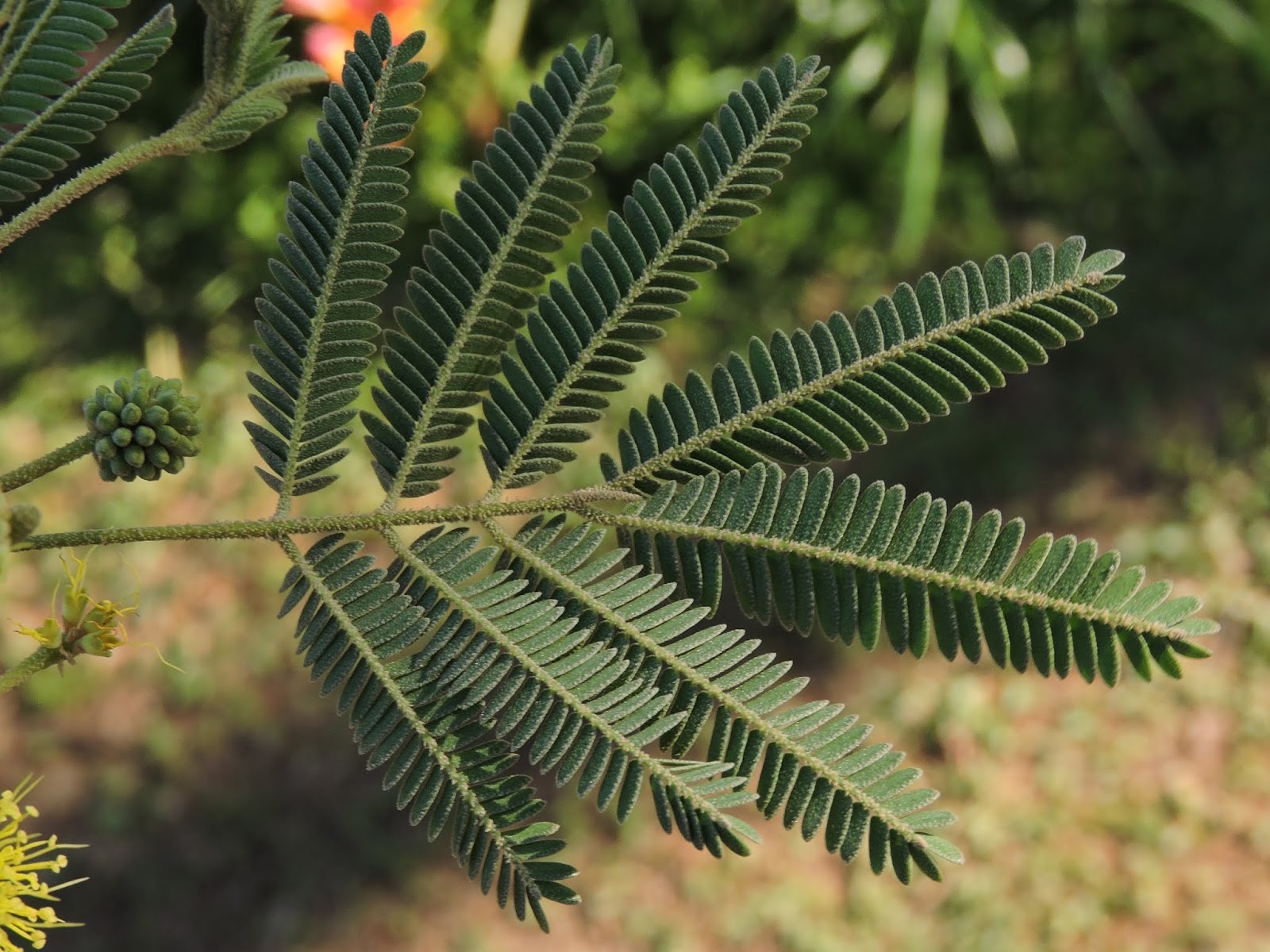 Fabaceae - Leguminosae no Brasil: Fabaceae - Mimosa scabrella Benth ...