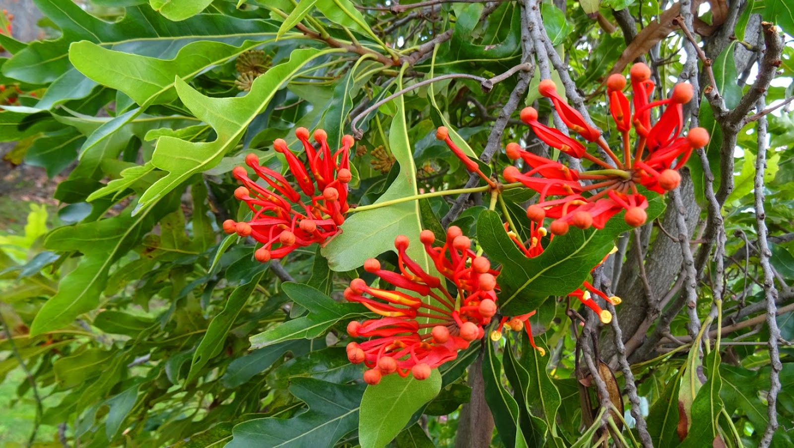 FLORAL FRIDAY FOTOS: FFF344 - FIREWHEEL TREE