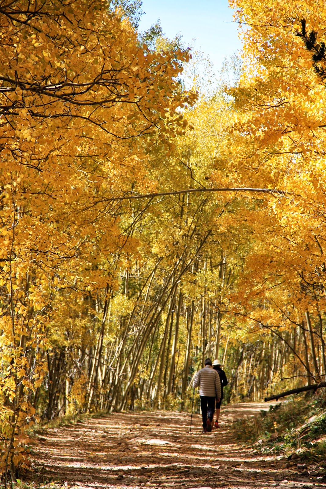 A is for Adventure: Fall Foliage at Aspen Vista (Santa Fe, NM)