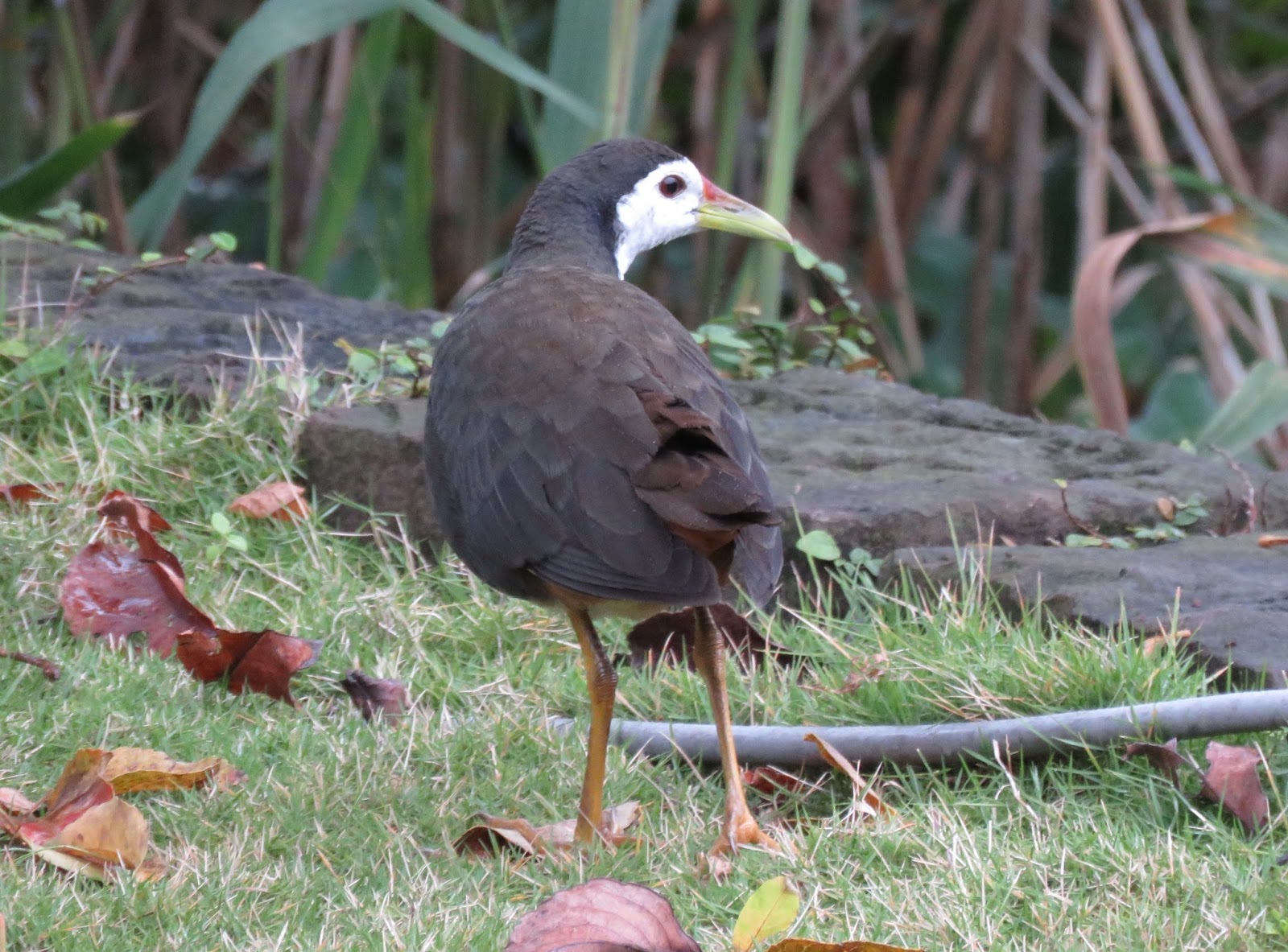 Puffin and Friends: シロハラクイナ White-breasted Waterhen