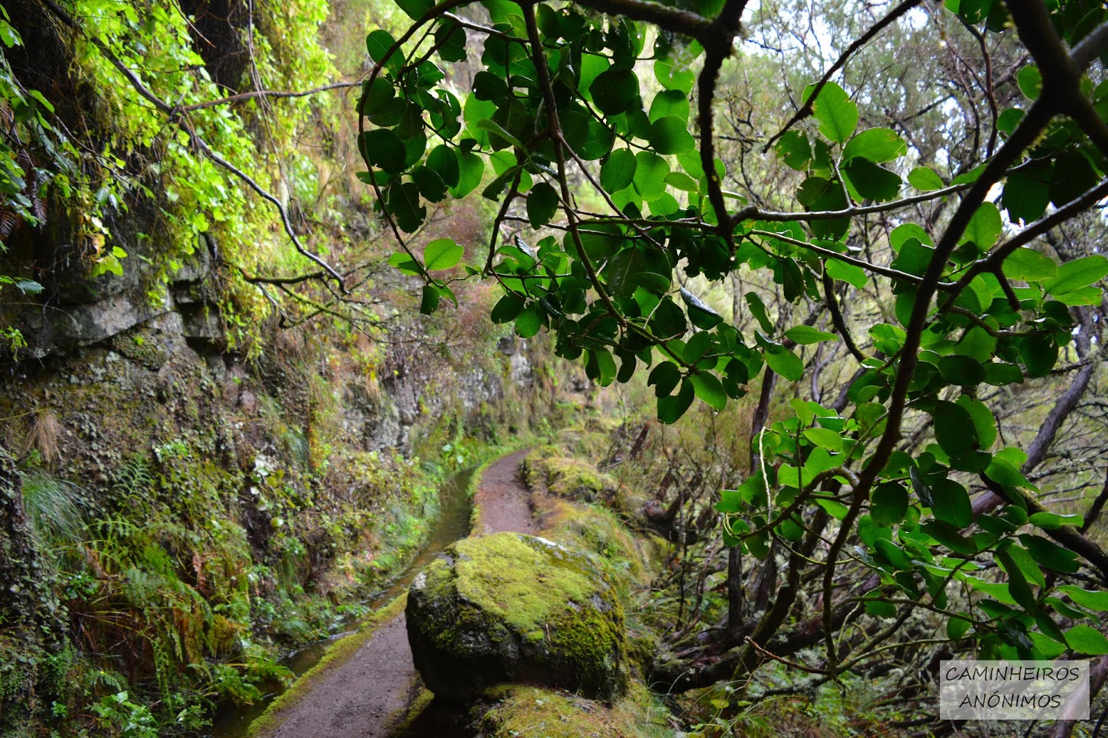 Caminheiros Anónimos Levadas da Madeira : Levada Grande do Paul (Calheta)