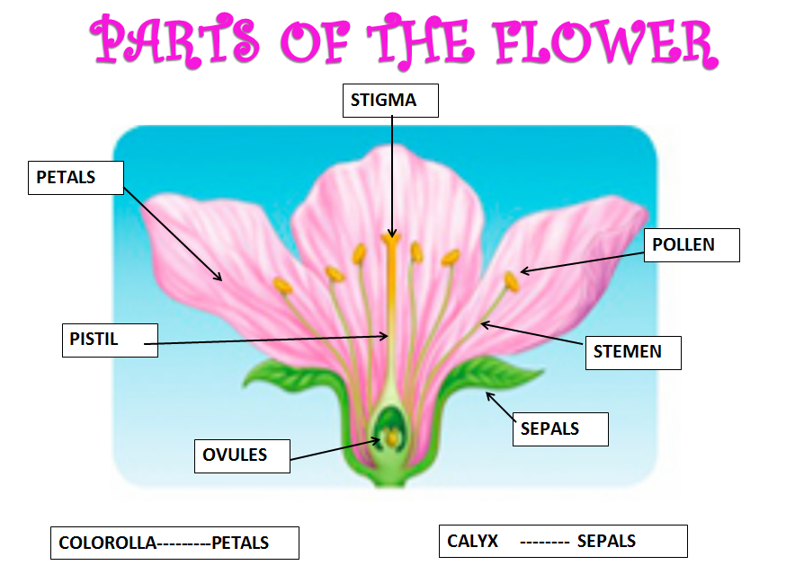 Tercero HCA : Natural Science