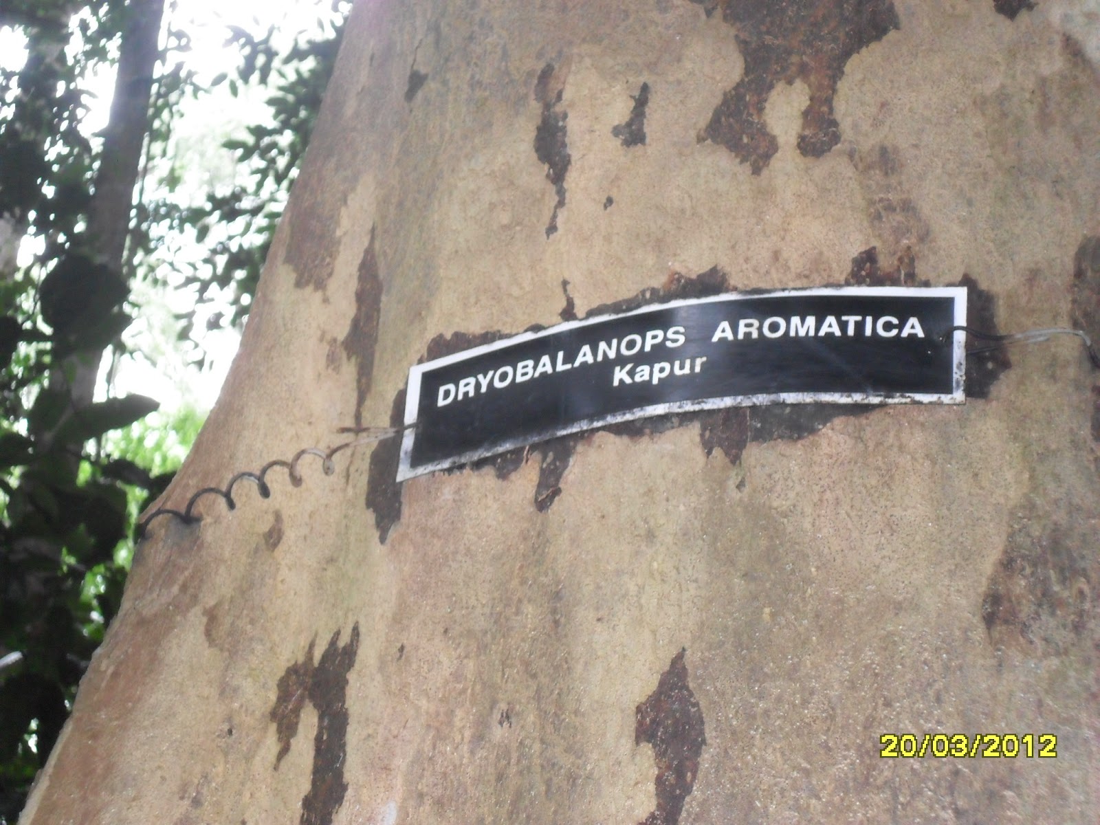 :: TiNtA hAtI ::: ~herbal medicine visit to FRIM~