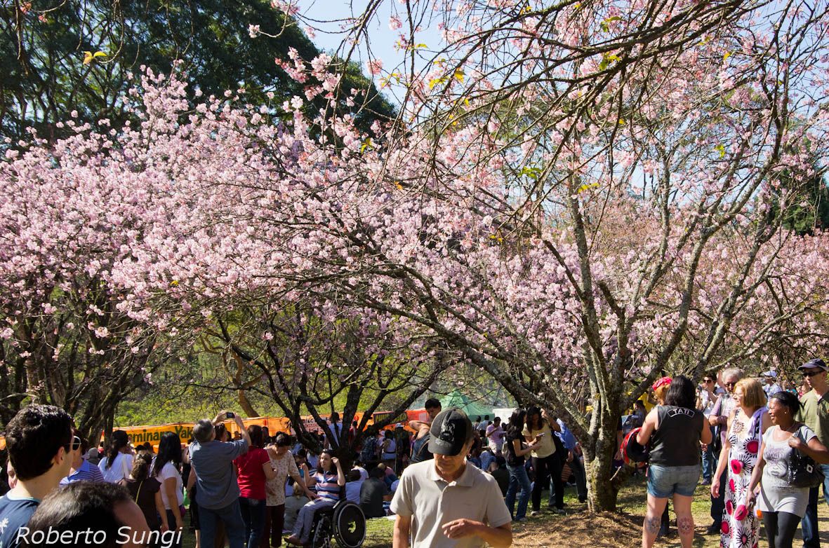 Festa das Cerejeiras no Parque do Carmo