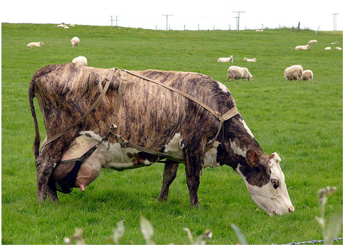 Paleo per Tutti: Il Burro Con Una Storia