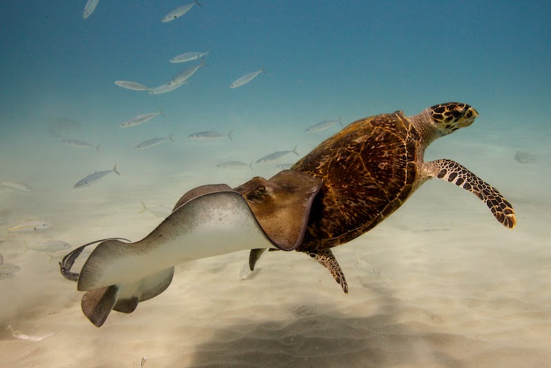 Ana García Photography: Charlie Hamilton James, biografías de ...